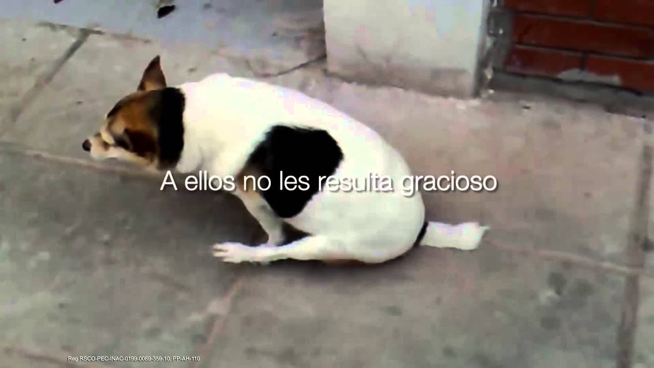 Perro arrastrándose con lombrices Libéralo con Advantage multi - YouTube