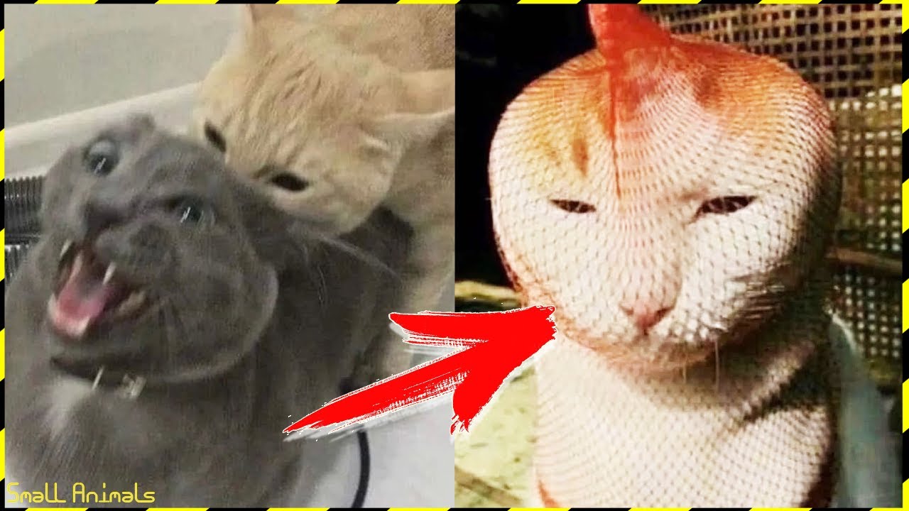 Animals Transformation | Funniest videos ever about cats doggy and ...