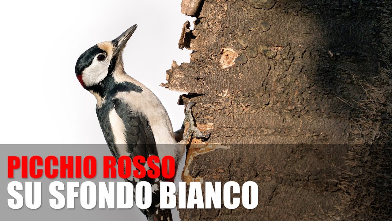 Ho provato a fotografare il PICCHIO ROSSO su SFONDO BIANCO. Test ...