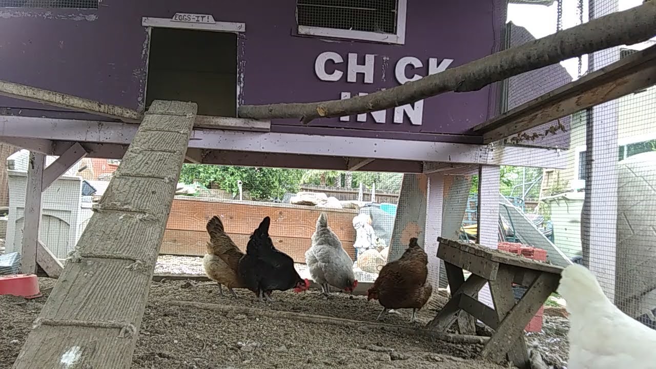 The Chick Inn - YouTube