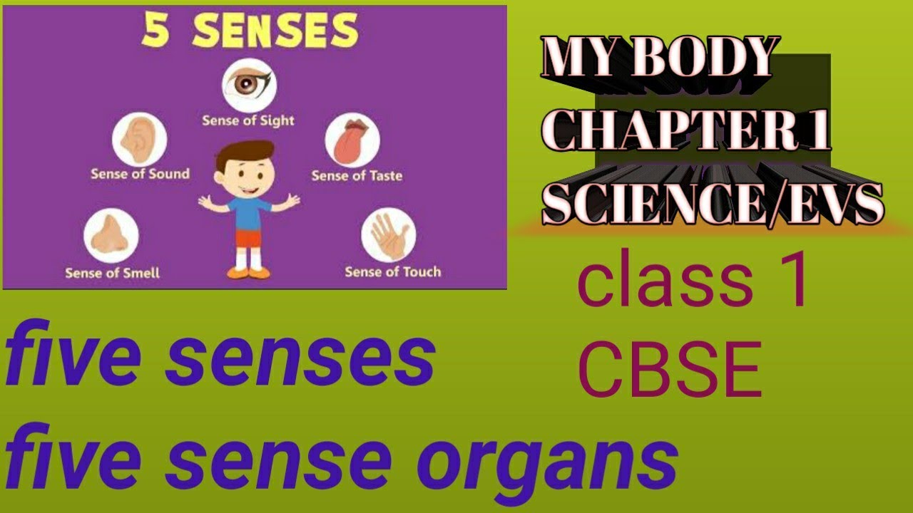 EVS chapter 1 class 1 My Body part 1 CBSE five Sense Organs five evs-chapter-1-class-1-my-body-part-1-cbse-five-sense-organs-five
