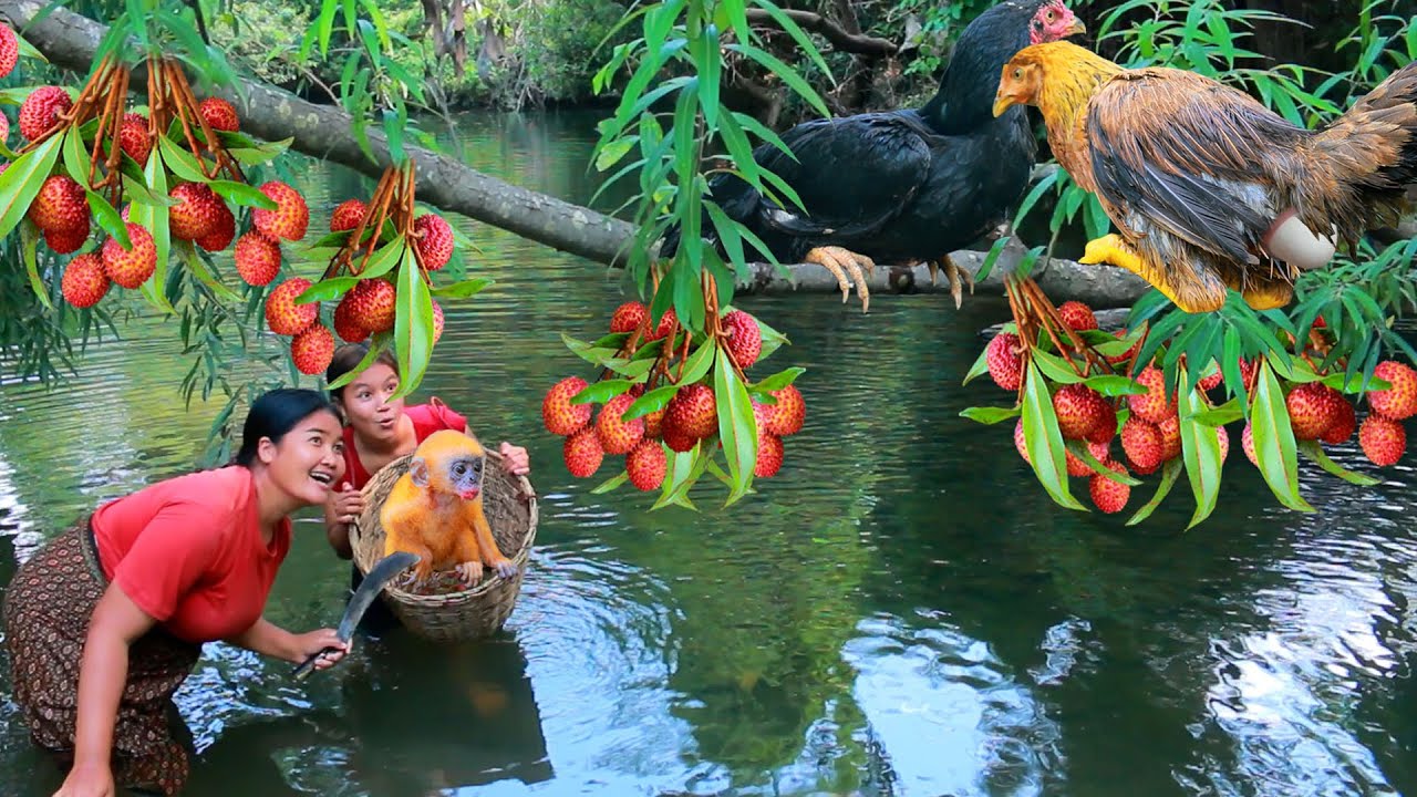 survival in the rainforest - Catch Chicken and Crab at river - Cooking ...