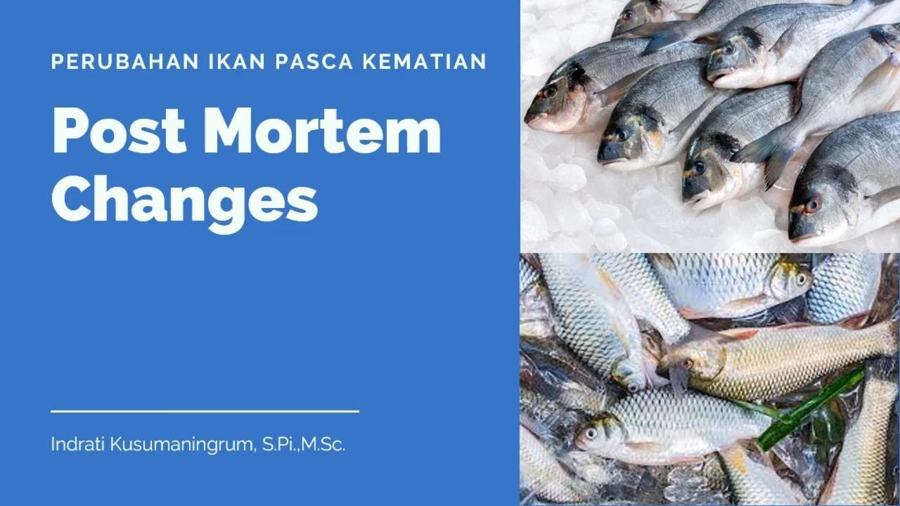 Post Mortem Changes || Perubahan-perubahan Ikan Pasca Kematian - YouTube