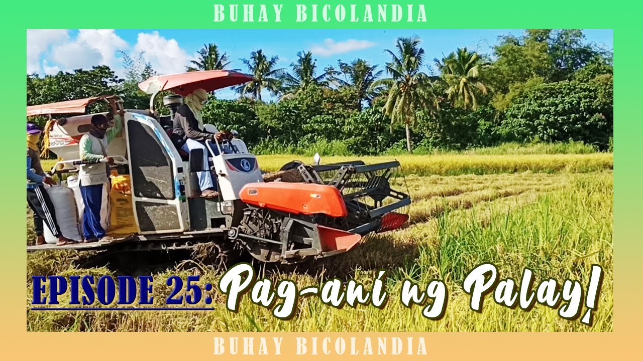 Ep. 25 | Salamat sa Masaganang Ani! | Pag-aani ng mga Palay gamit ang ...