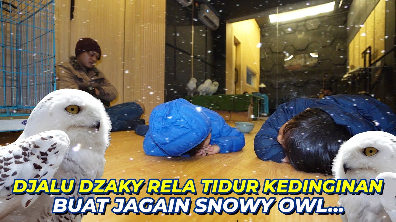 SNOWY OWL BIKIN MENGGIGIL !! BERASA DI SALJU ! DJALU,DZAKY,ELWID SAMPAI ...