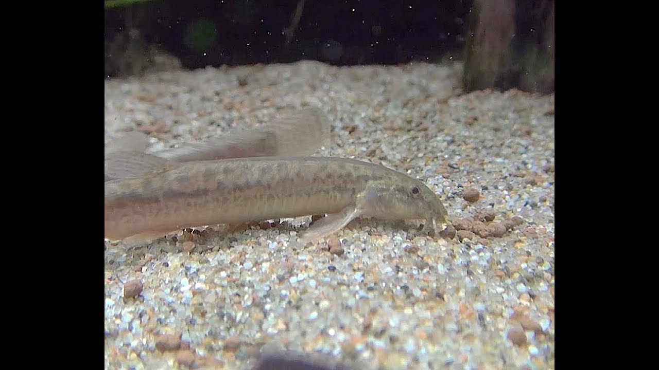 ドジョウ Oriental weather loach Misgurnus anguillicaudatus - YouTube