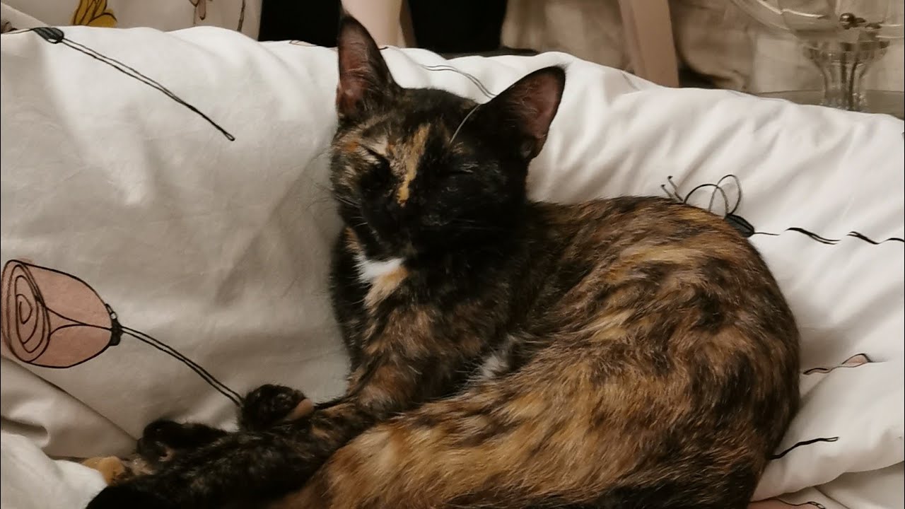 Minnie the kitty🎀| Cute cat videos - YouTube