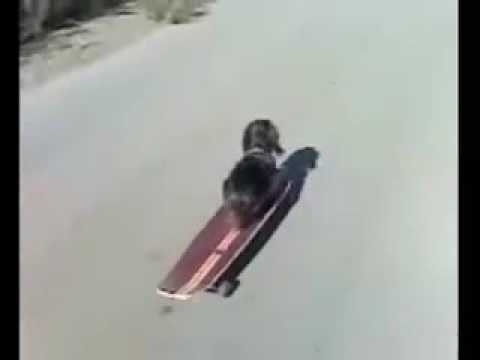 Wiener Dog riding Skateboard - YouTube