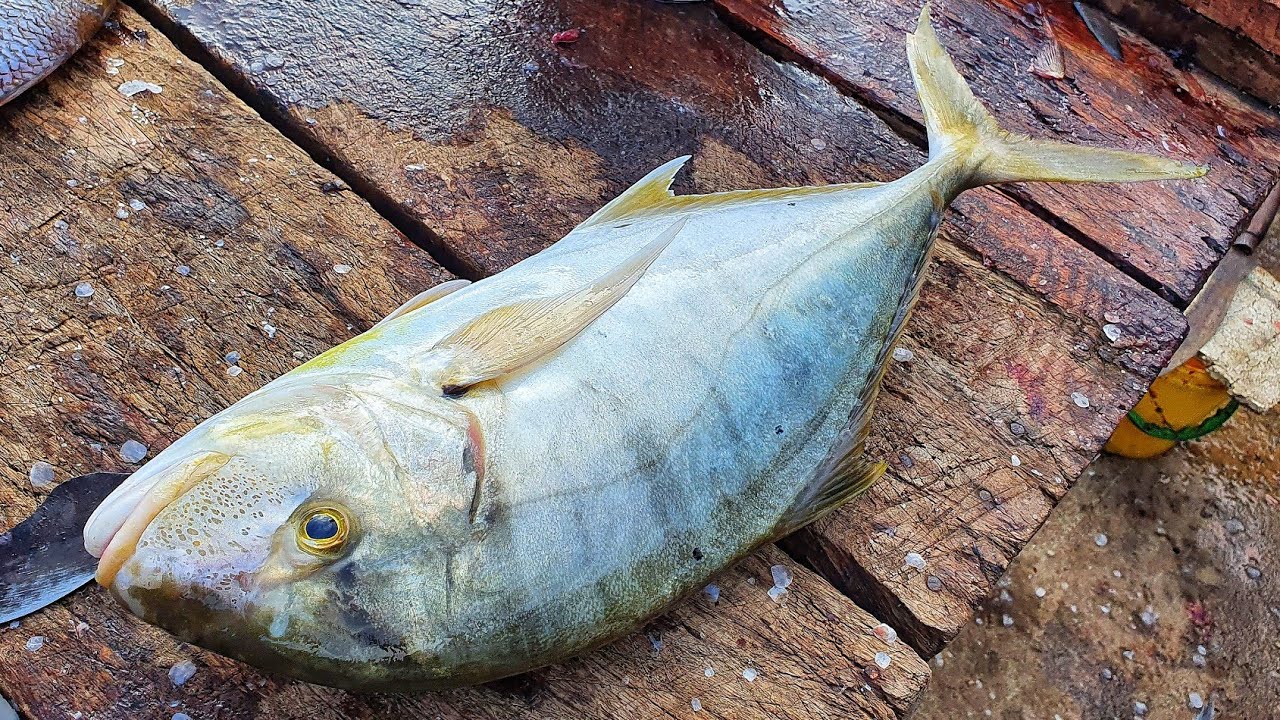 Rare & Delicious Travelly Fish Cutting | Amazing Trevally Fish Cutting ...