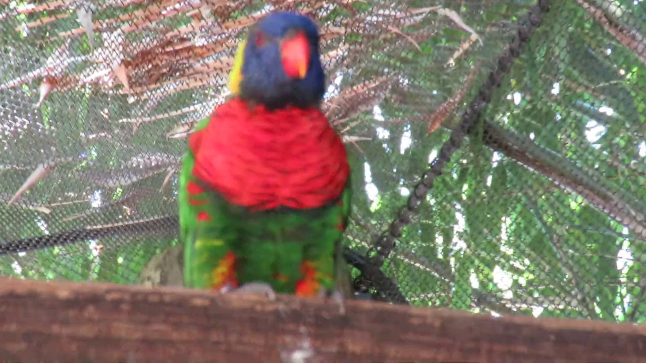 Little Cutie Rainbow Lorikeet & Pair on Nesting Box Chewing Leaves in ...