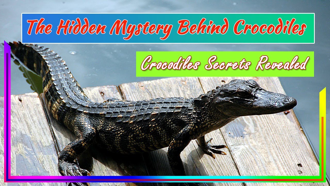 The Hidden Mystery Behind Crocodiles - YouTube