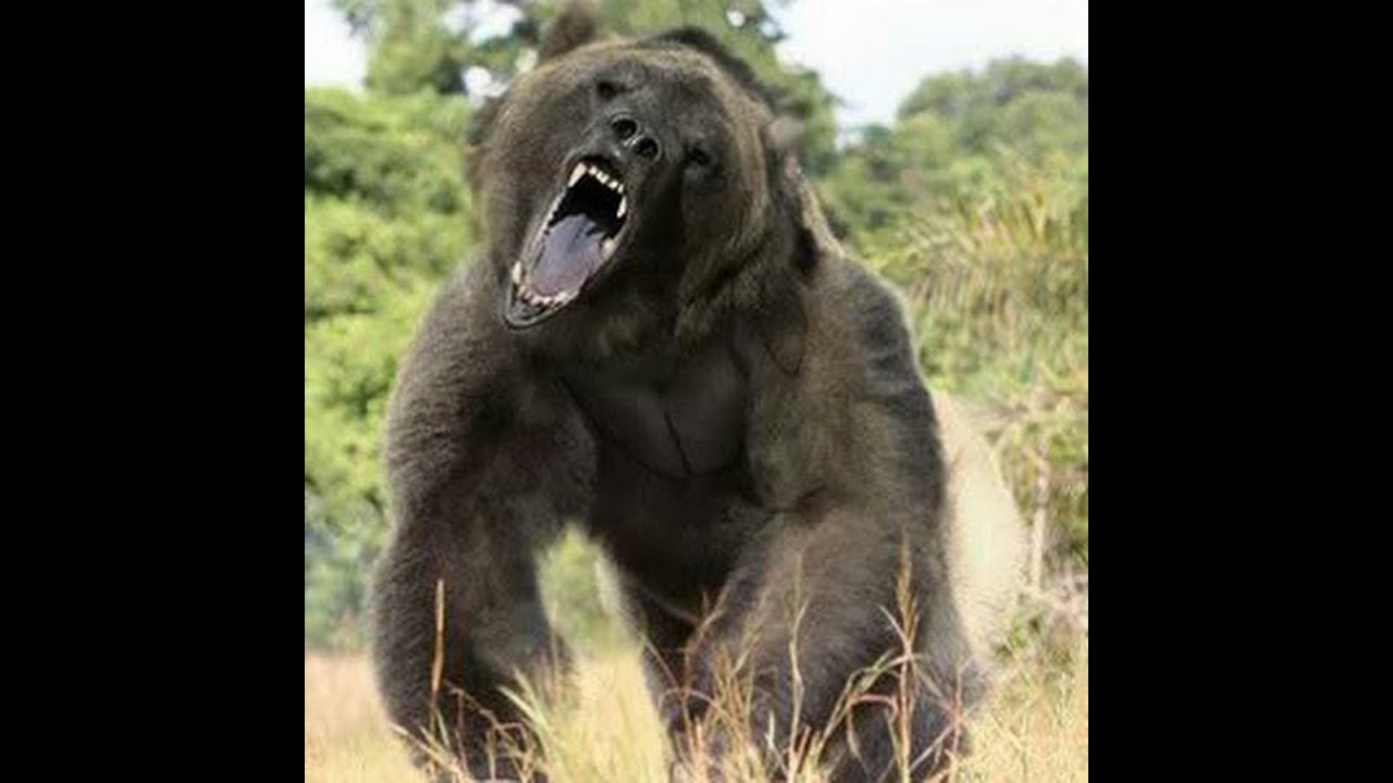 Cryptids and Monsters: Bearilla, a Kentucky hybrid cryptid of a Gorilla ...