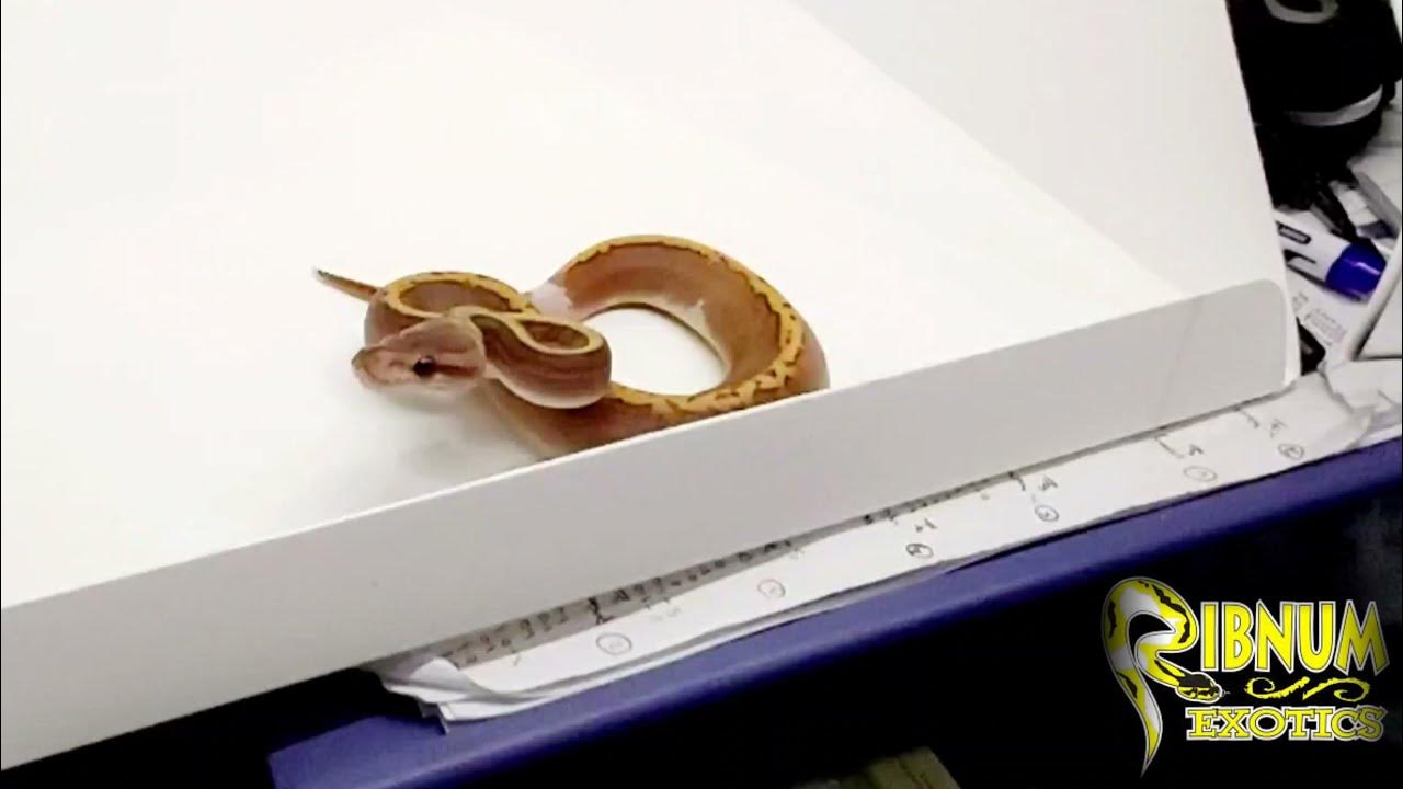 Angry Baby Ball Python Bite! - YouTube