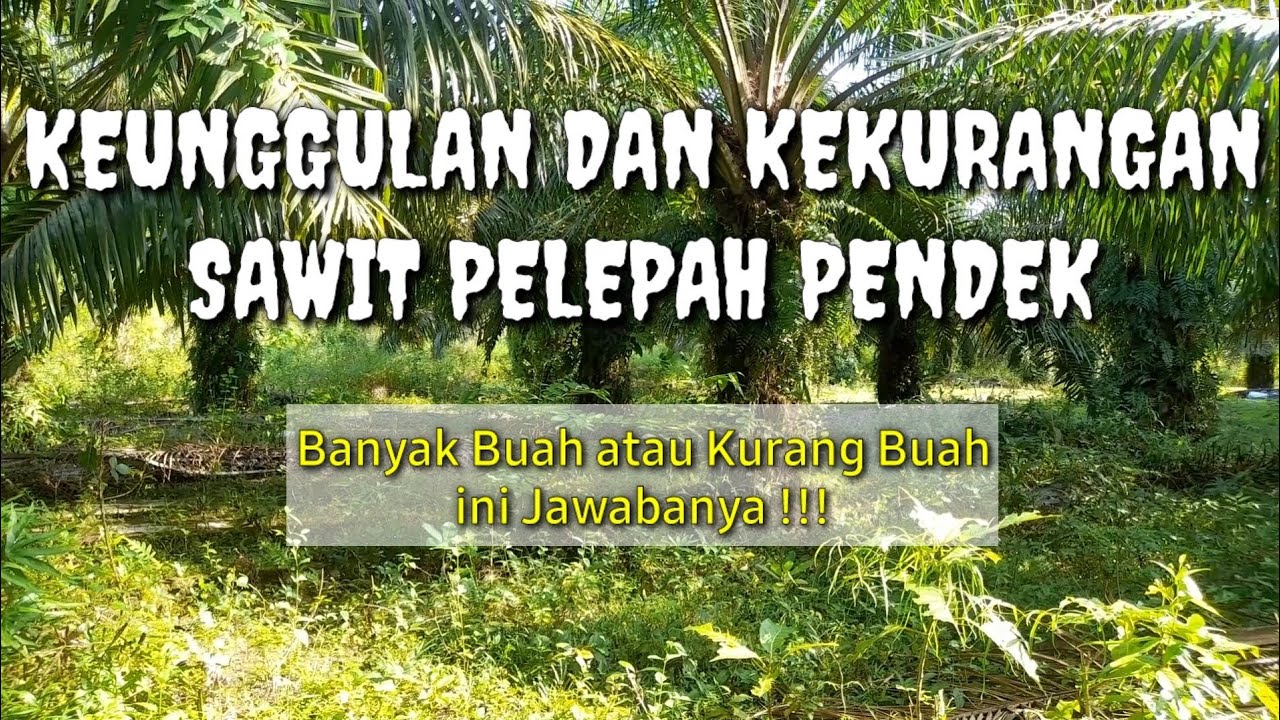 keunggulan sawit pelepah pendek - YouTube