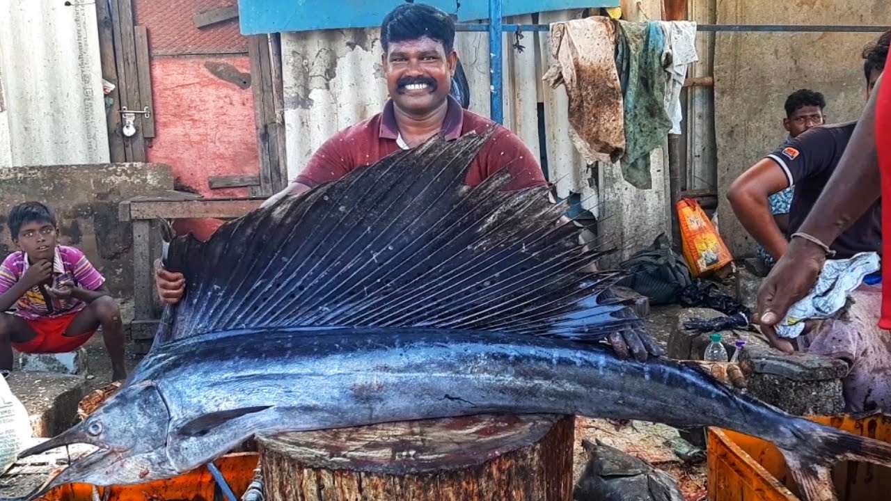 FLYING FISH 🔥| BIGGEST MAYIL 🦚KOLA MEEN | DURAI BRO CUTTING SKILLS 🔪 ...