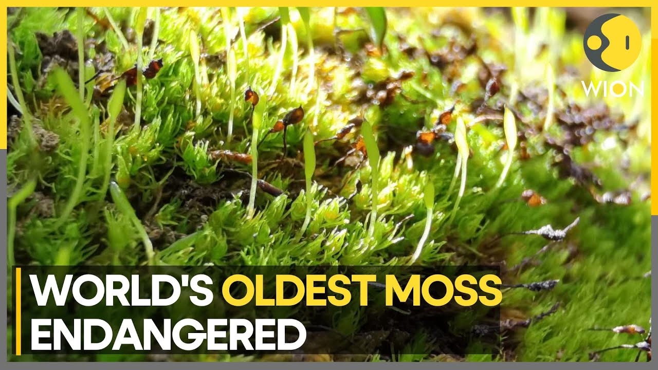 World’s oldest moss could go extinct as a result of climate crisis ...