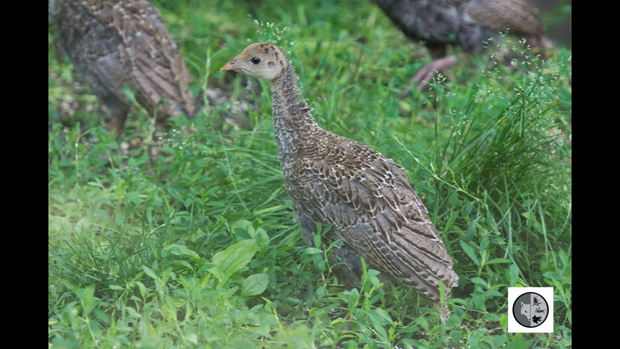 Bébés dindons sauvages/Baby Wild Turkeys - YouTube