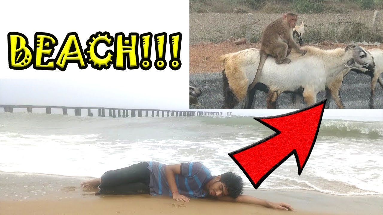 CoolSandboy Goes To Beach 🦀🦀| Monkey Riding Goat! VLOG#3 - YouTube