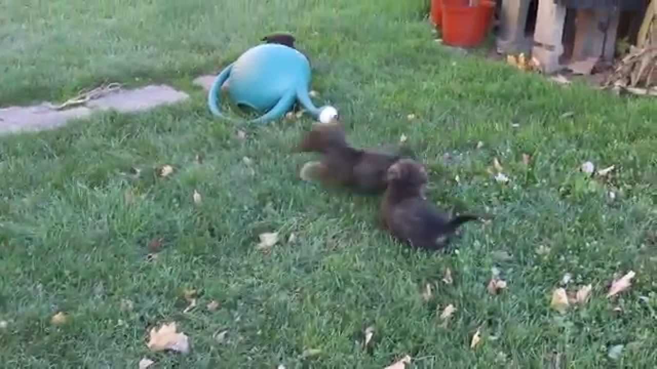 Dorgi Puppies For Sale - YouTube