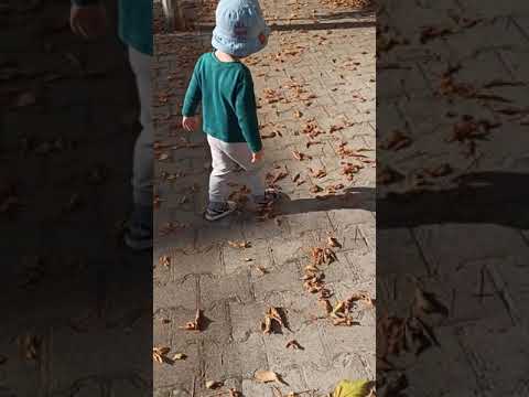 Kuzey sonbaharda dökülen yaprakların üzerinde geziniyor