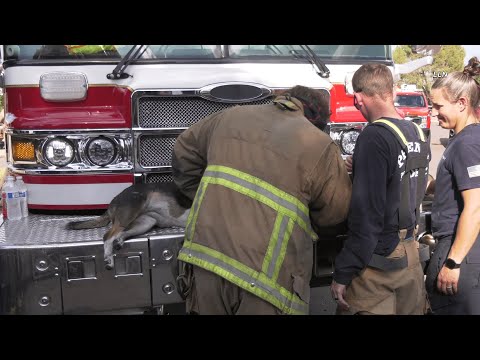Firefighters Perform CPR On Dog Pulled From House Fire - September 14 ...