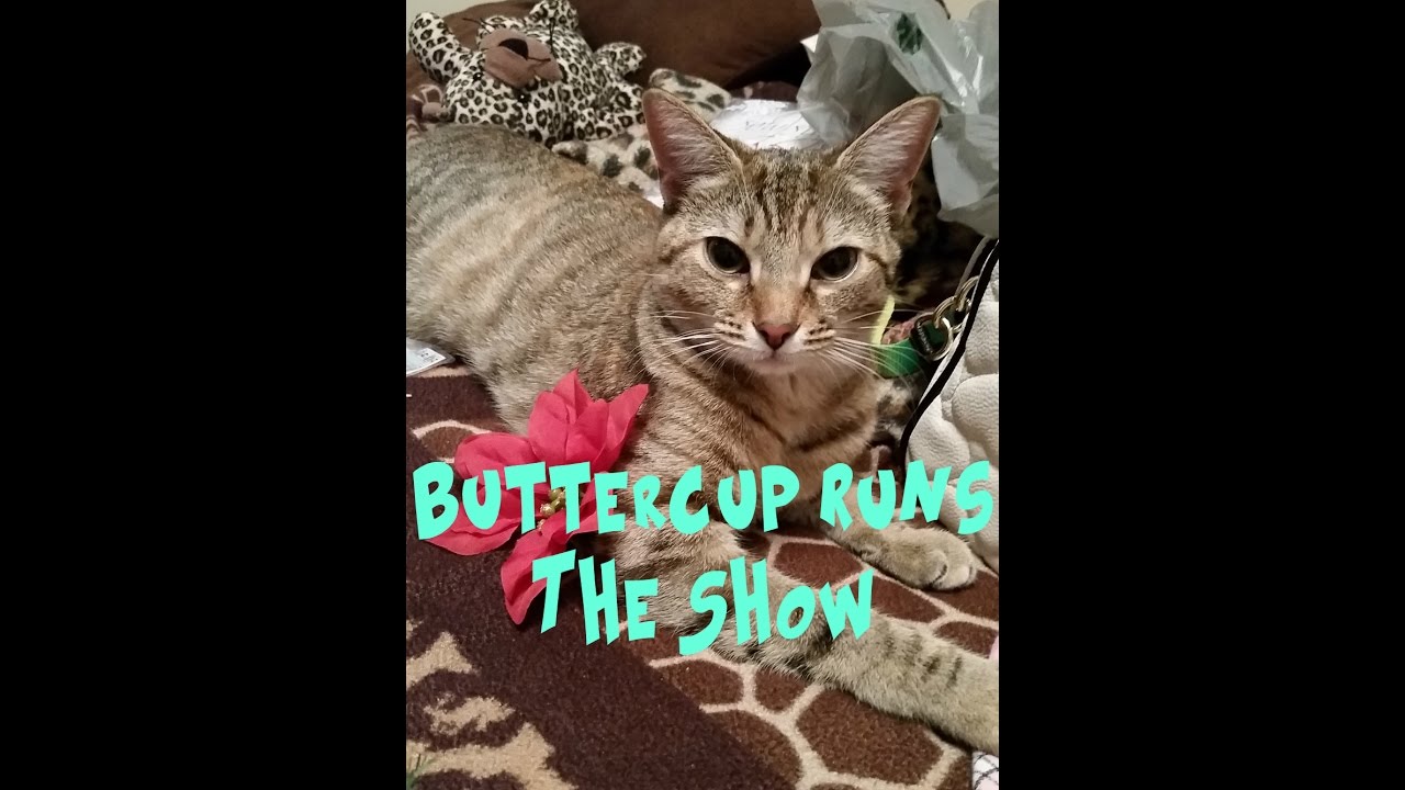 Buttercup Runs The Show (Vlog #40) - YouTube