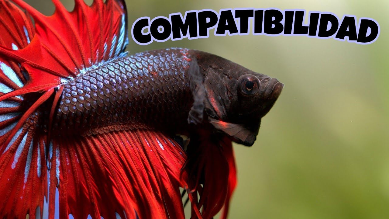 Cuales son los peces compatibles con el pez betta//Animal Tropic - YouTube