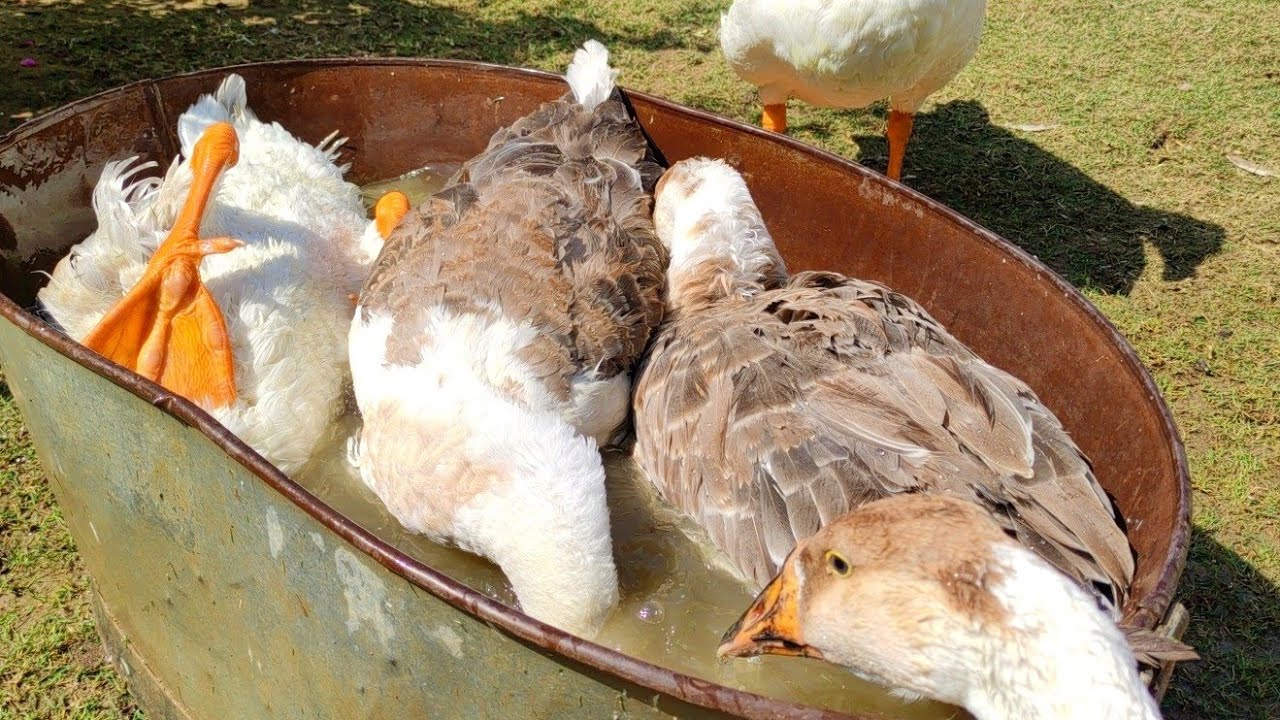 Geese swimming together in a small tube in a home garden 🏡 - YouTube
