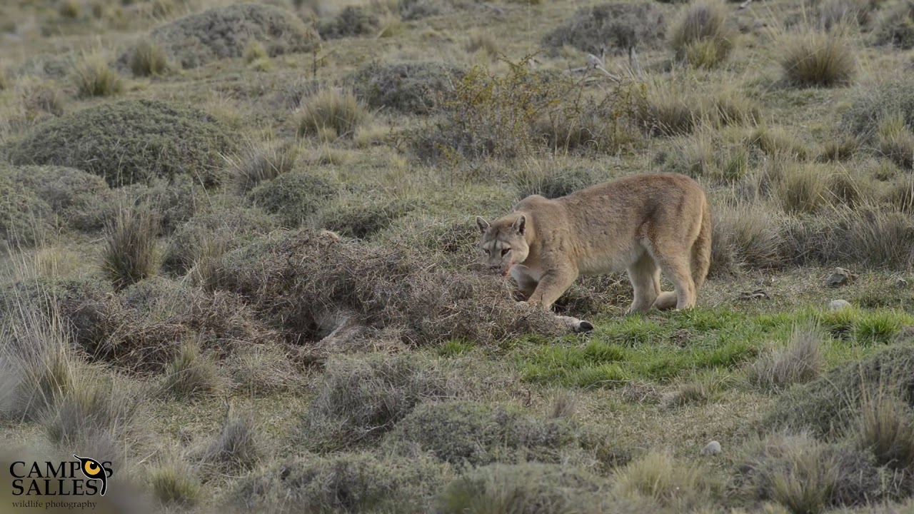 Puma Photo Tour - Patagonia - YouTube
