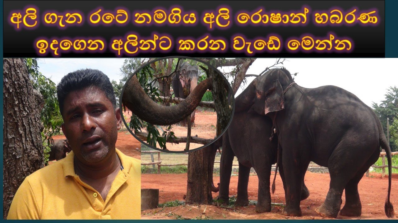 ali roshan අලි ගැන රටේ නමගිය අලි රොෂාන් හබරණ ඉදගෙන අලින්ට කරන වැඩේ ...