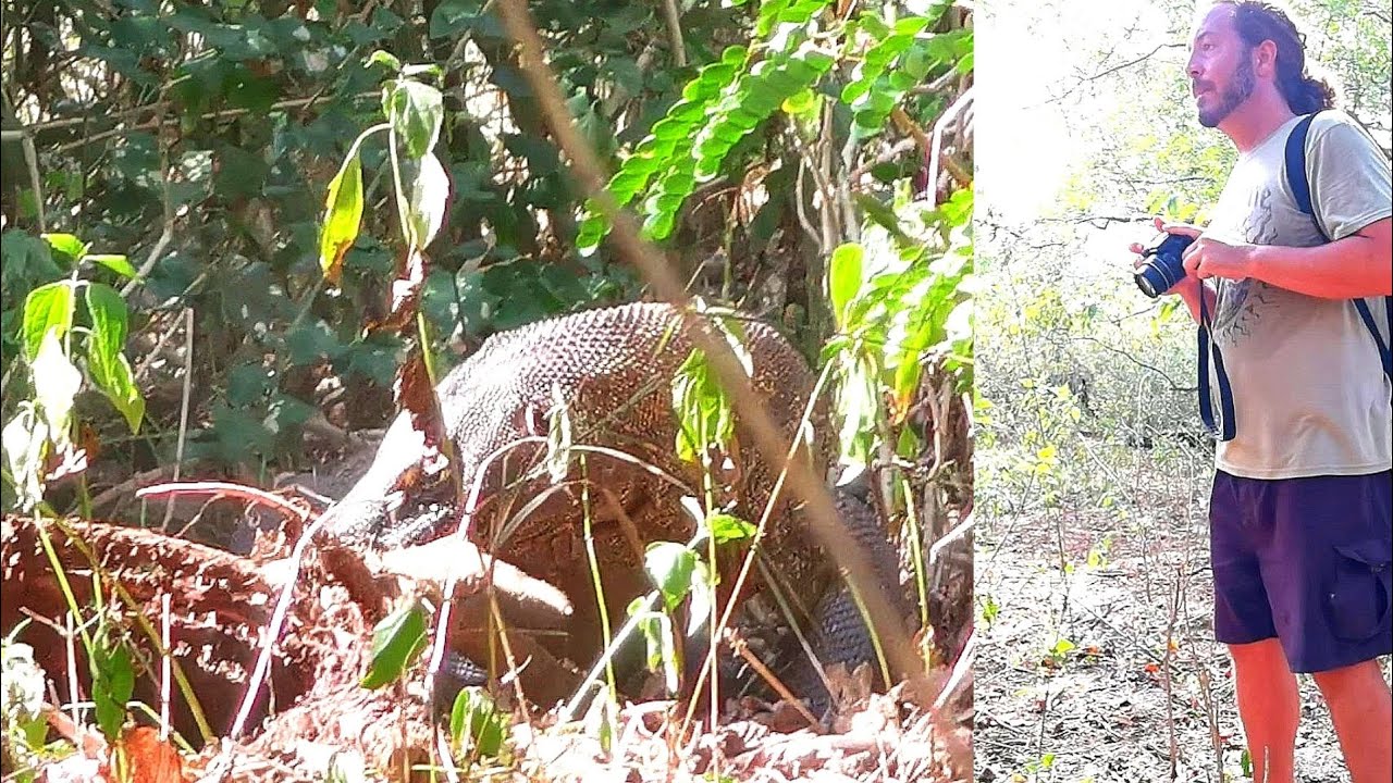 BERTEMU KOMODO LAGI MAKAN RUSA - YouTube