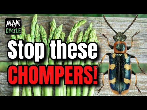 What'S The Best Treatment For Getting Rid Of Asparagus Beetles