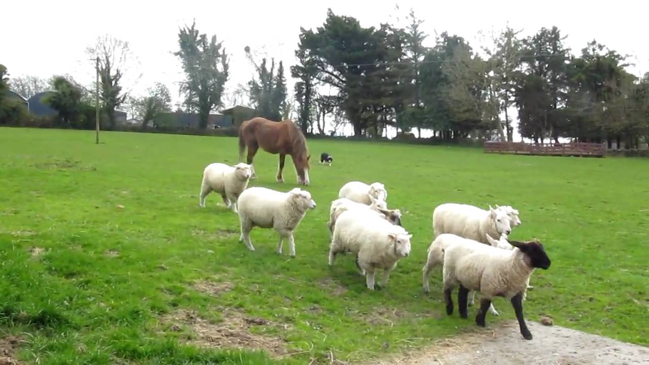 Sheep Farmer showing us his sheep dog in action - YouTube