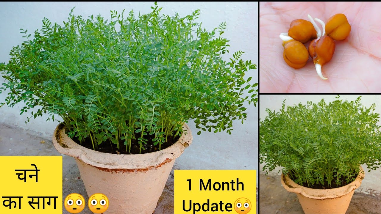 घर प२-"चने की भाजी"(Chana) कैसे उगाएँ।कोई भी डिब्बे/गमले में उगाए।Grow ...