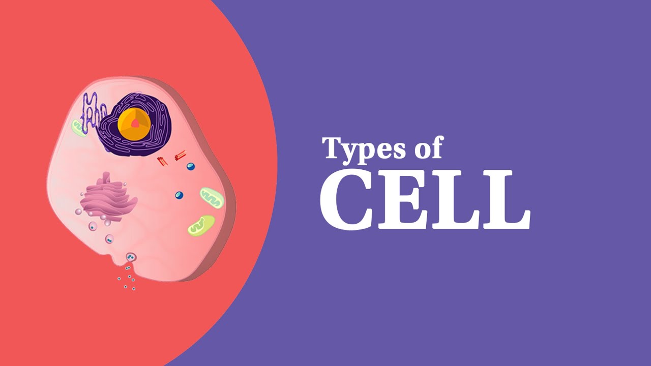 Types of Cell - YouTube