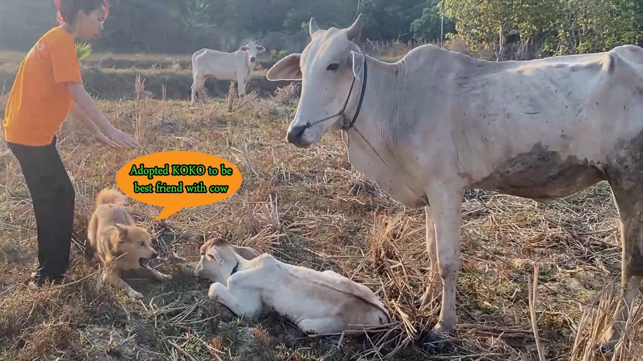 OMG! Davann helping baby cow and adopting KOKO and cow be best friend ...