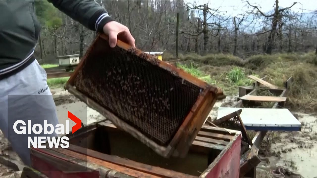 Thousands of bee hives destroyed across Chile by extreme weather ...