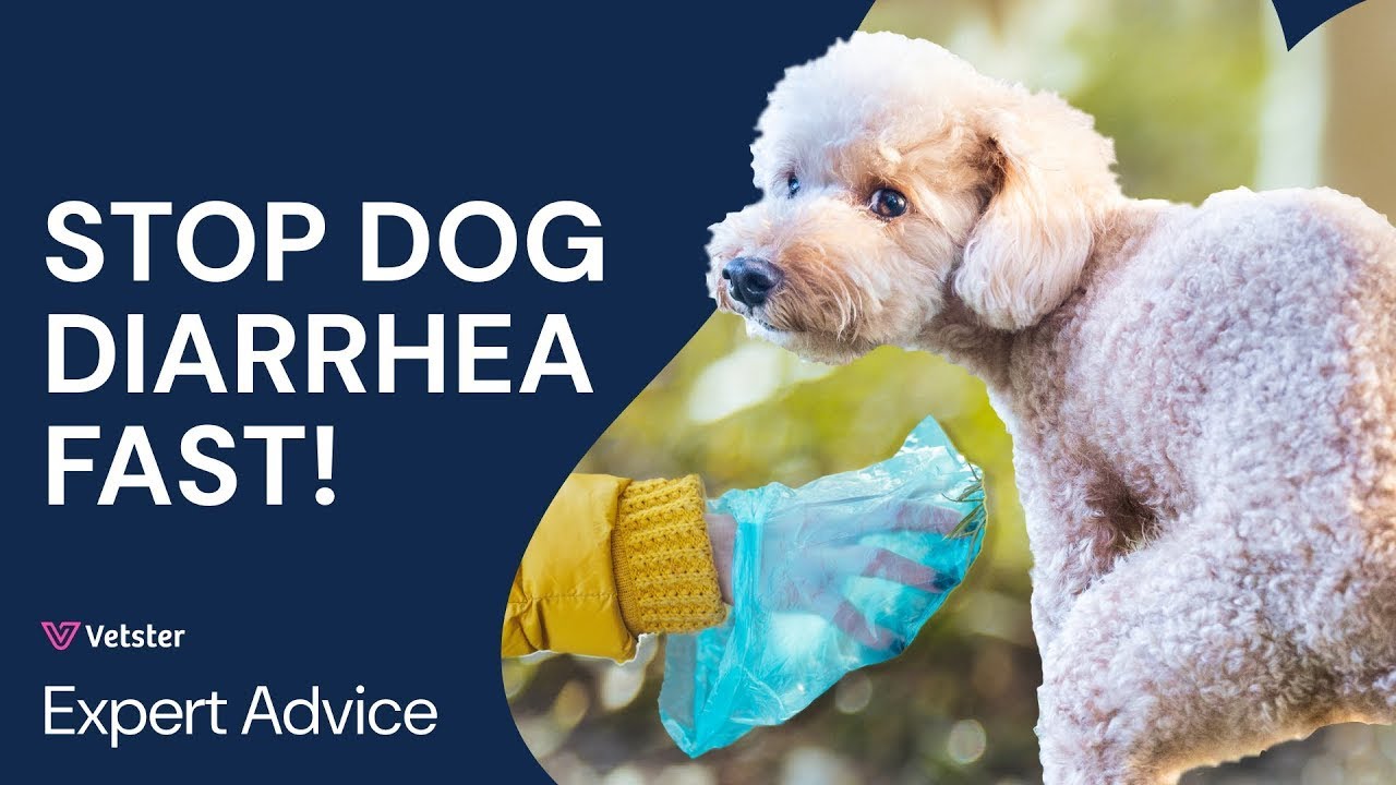 Dog Diarrhea: What Causes Watery, Loose Stools in Dogs + Treatment ...