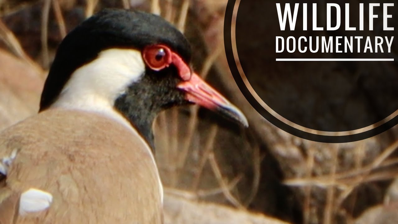 Red wattled Tateri bird Small viral Documentary - YouTube