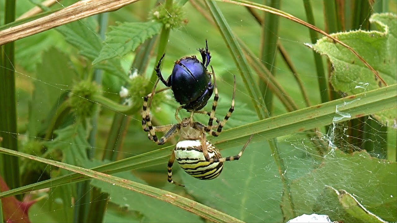 The World of Spiders - 3 - Wasp Spider - Wespenspinne (Argiope ...