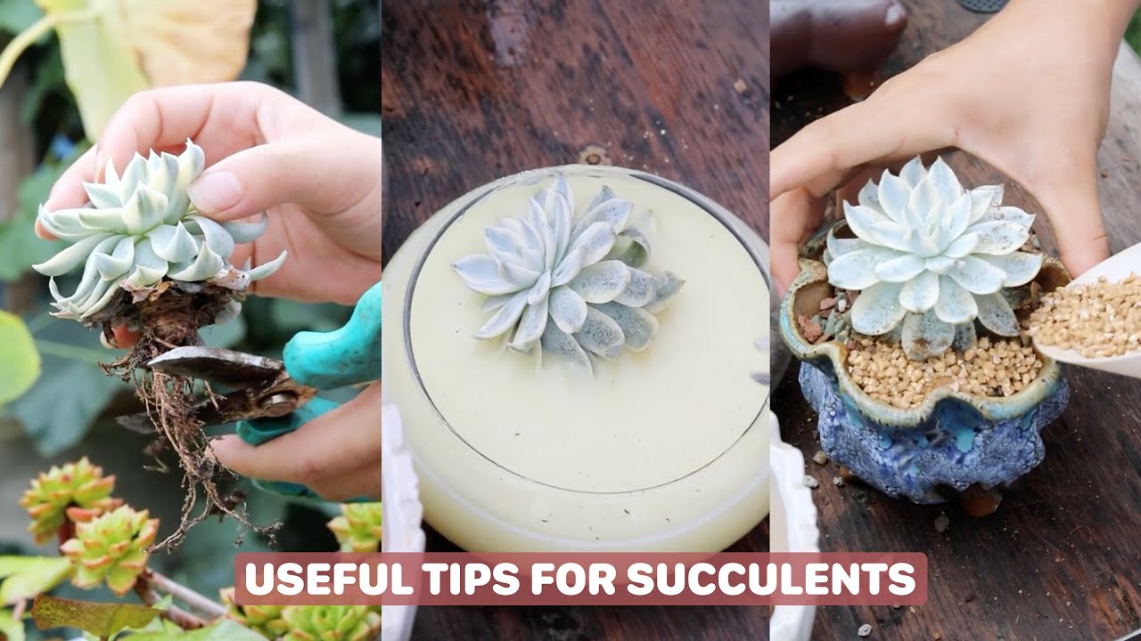 Discover the 5-Minute Trick to Keep Your Succulents Alive - YouTube