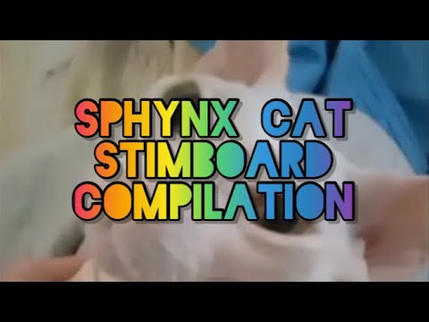 || Sphynx Cat Stimboard Compilation || (Request by @RaedalsLove) - YouTube