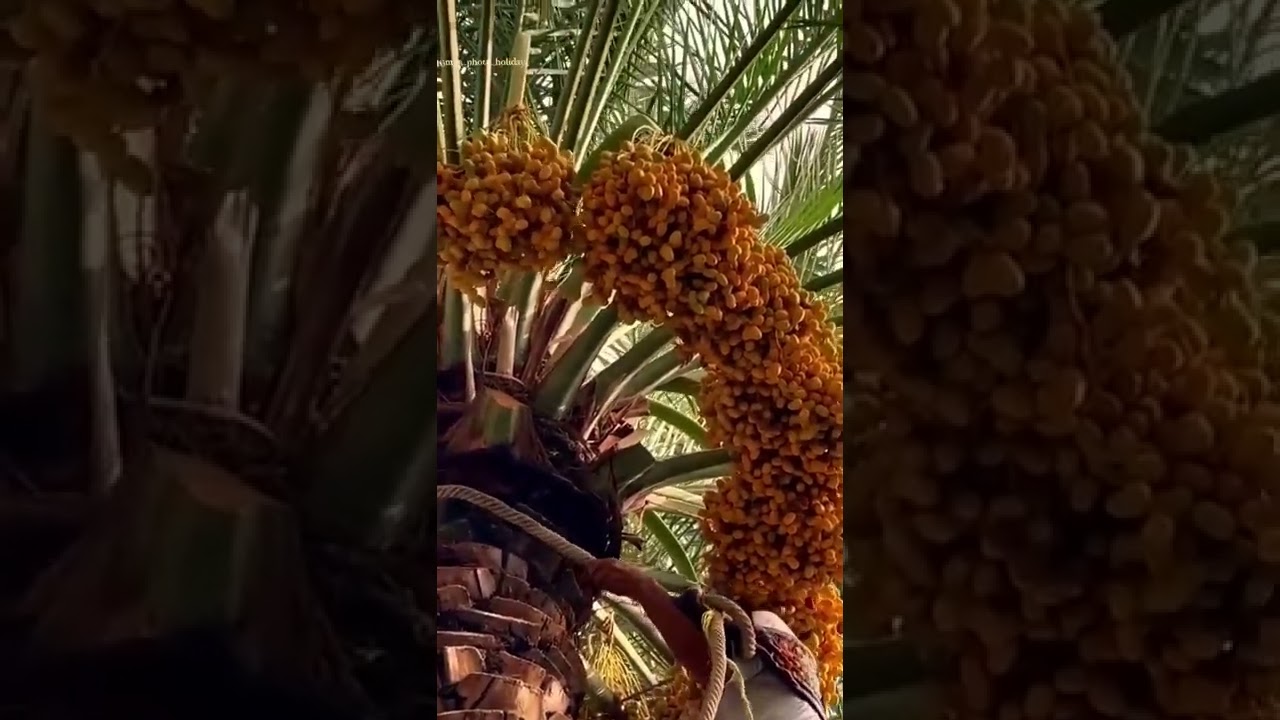 Paka Khejur Gas - YouTube