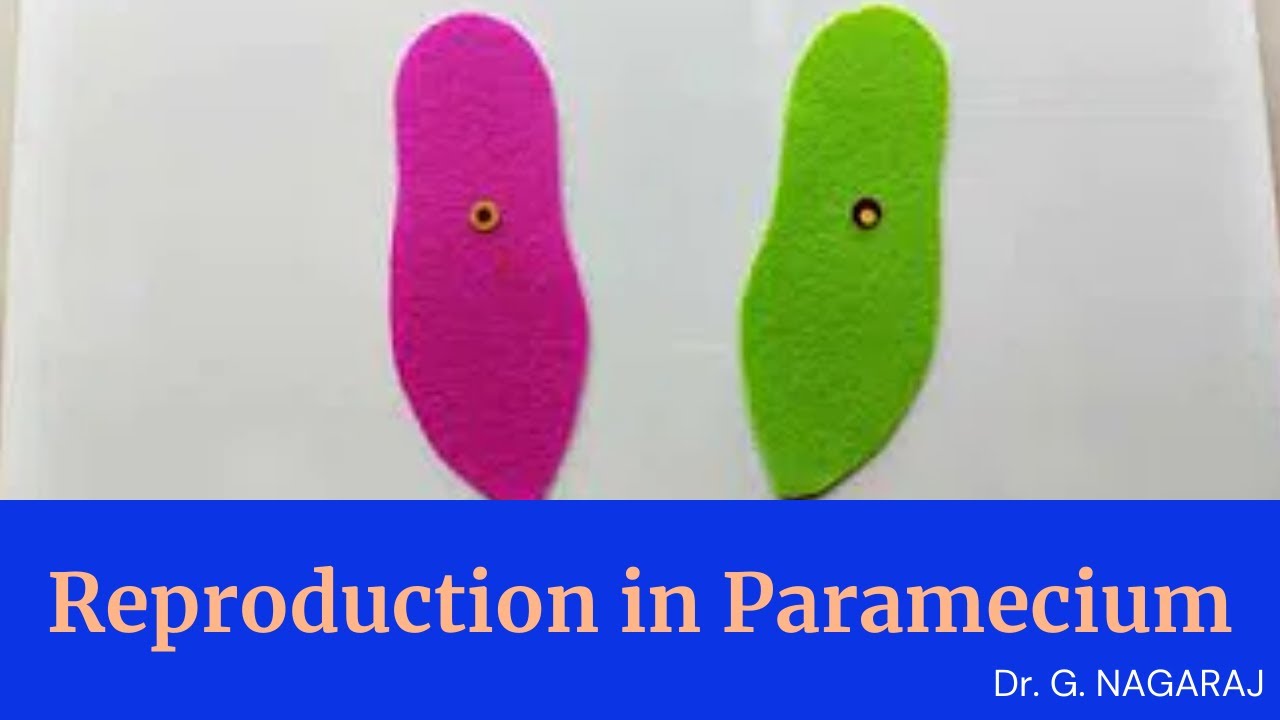 Reproduction in Paramecium - YouTube