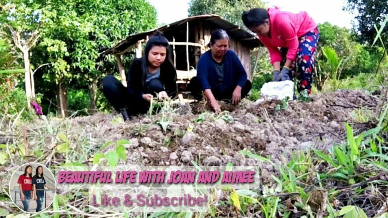 Cooking Yummy Spicy Native Chicken | Planting Crops In The Farm - YouTube