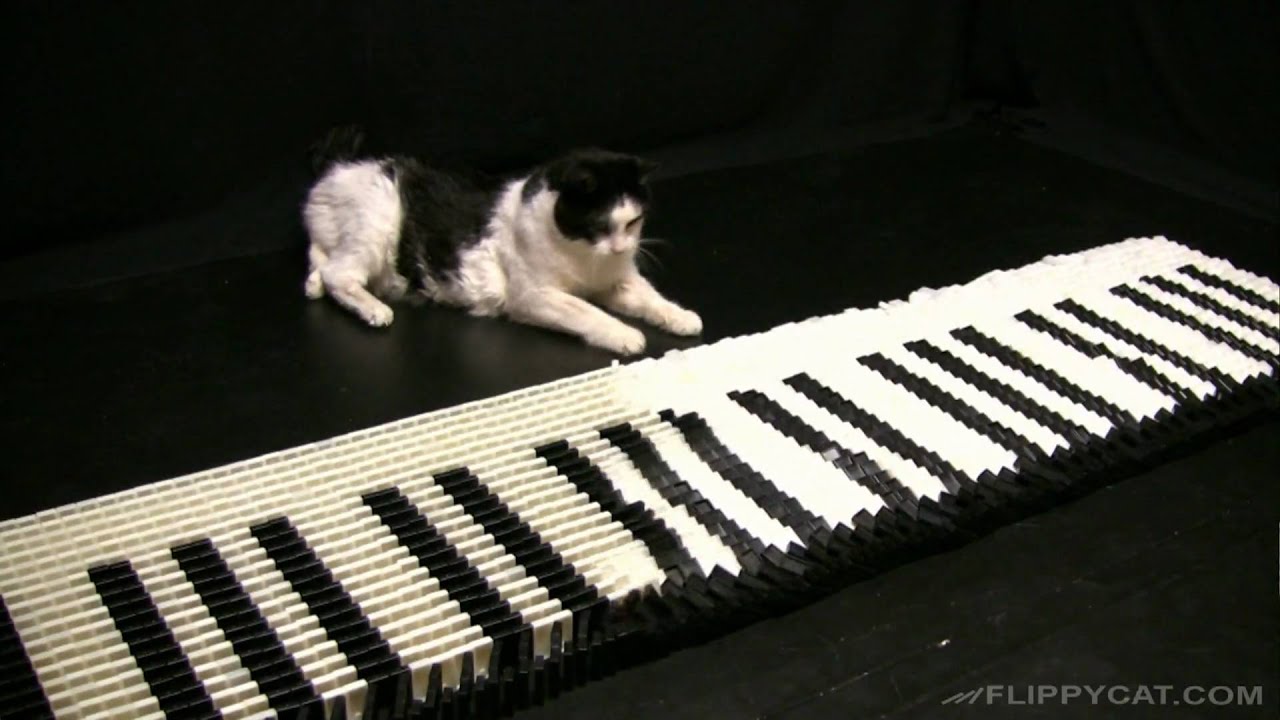 Knock 'em Down Keyboard Cat - YouTube