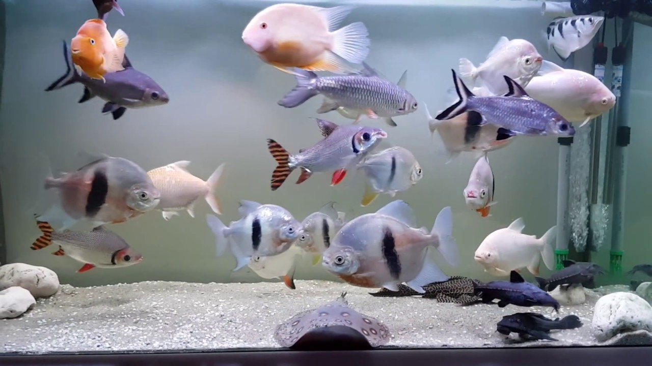 My Disk tetra fish family collection + friends - YouTube