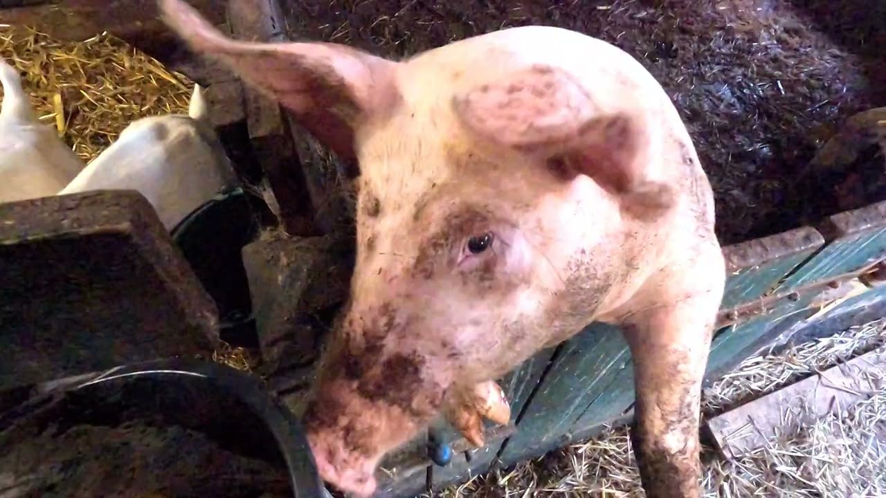 De ARK 63 : september oogstmaand - YouTube