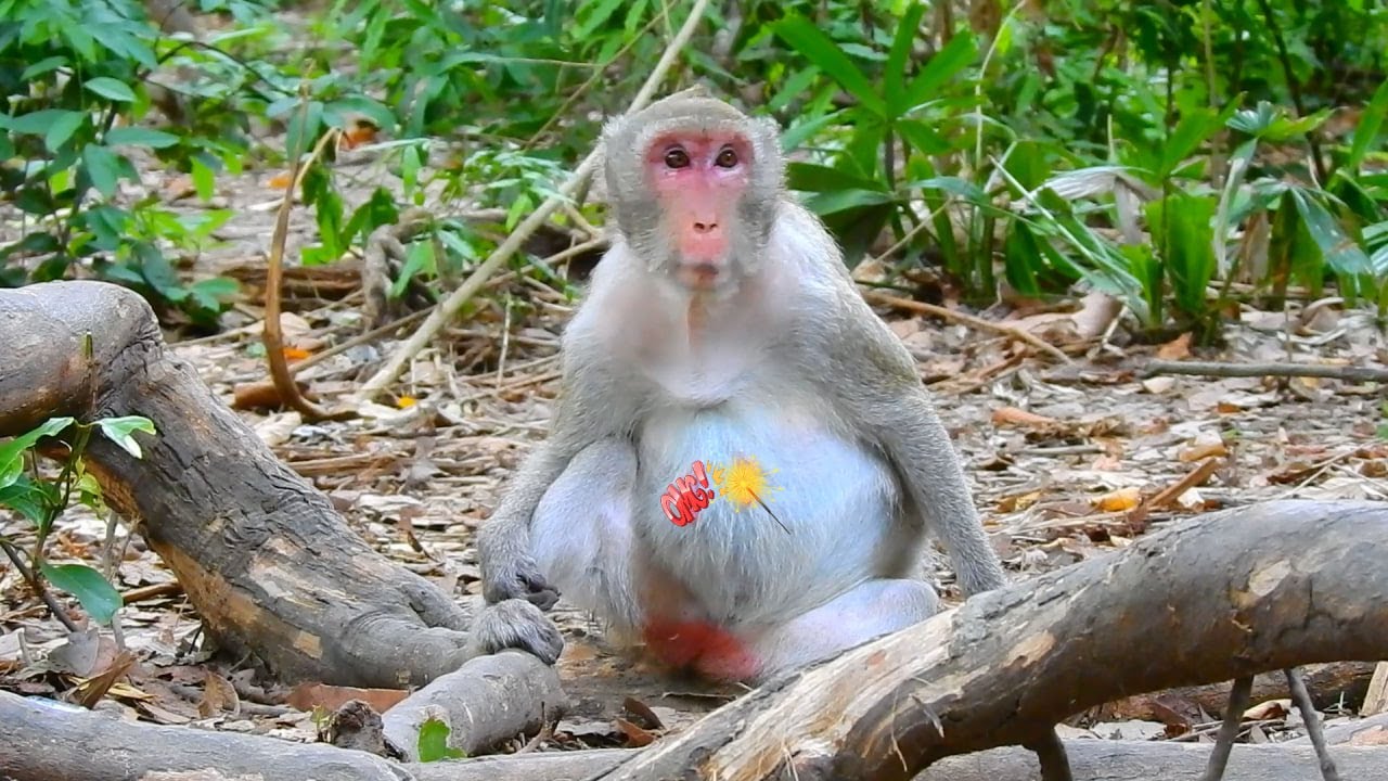 Oh, Introvert monkey Jane is waiting fruit She is so hungry - YouTube
