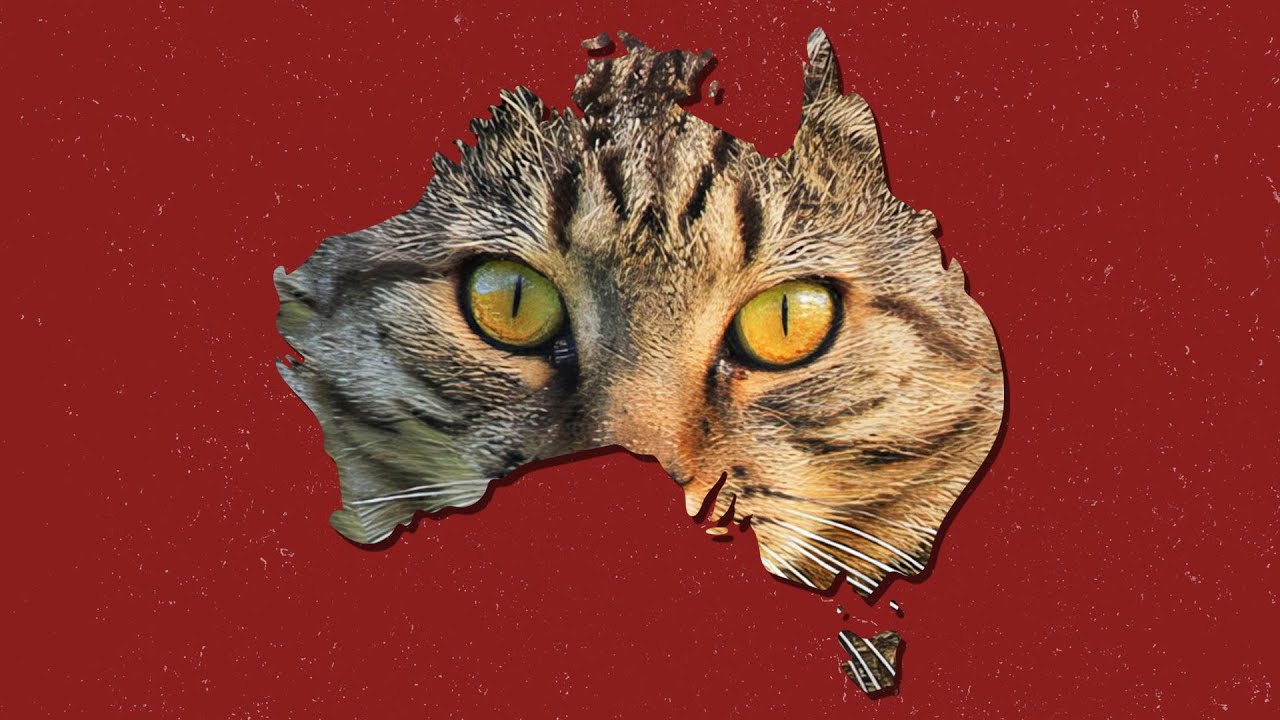 The Ferals - YouTube